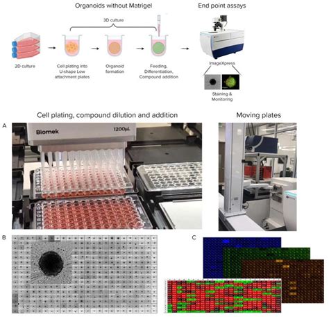 Leverage Automated Workflows For Complex Organoid Assays Molecular
