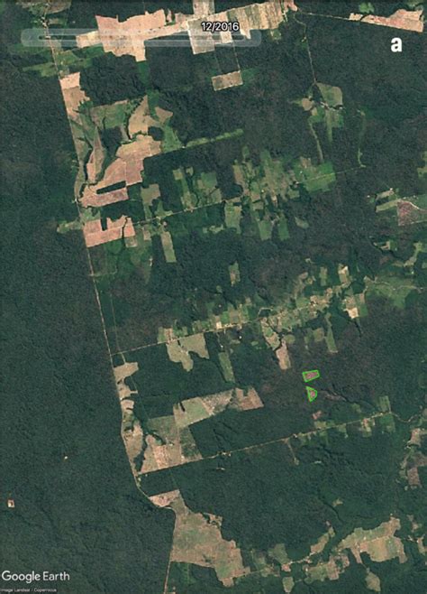 An Initial Evaluation Of Carbon Proxies For Dynamic Reforestation