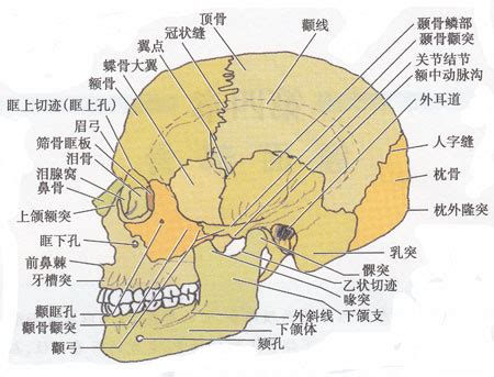 颅骨顶孔位置 颅骨 大山谷图库