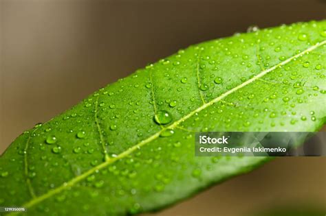 자연 클로즈업 매크로에서 잎에 아름 다운 물 방울 야외에서 아침 이슬방울에 신선한 육즙 녹색 잎 0명에 대한 스톡 사진 및 기타 이미지 Istock
