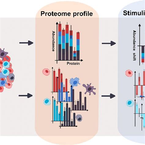 Population Vs Single Cell Tumor Proteome Resolution Tumors Are