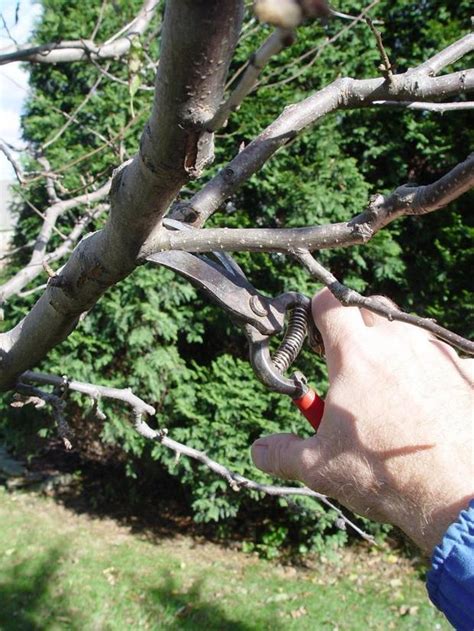 How And Why To Prune A Pear Tree PennLive Com
