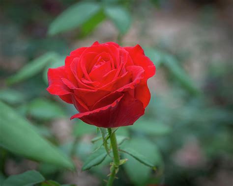 Red Rose Photograph By Michael Scheufler Fine Art America