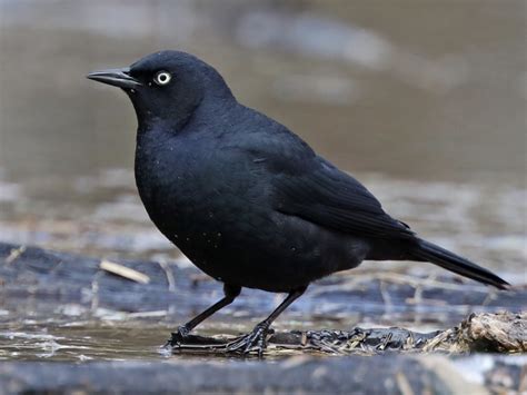 Rusty Blackbird Rubl Land Trust Bird Conservation Initiative