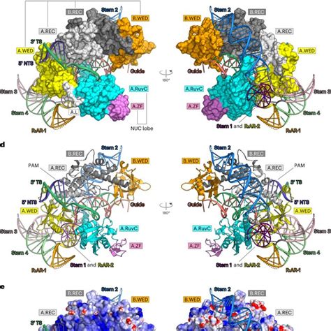 Architecture Of The Sgrna And Its Engineering A Schematic