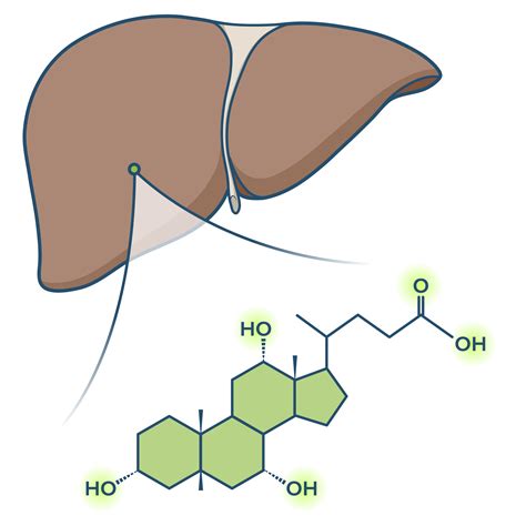 Nejm Illustrated Glossary