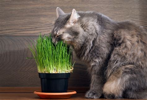 Great Indoor Cat Grass Patches 2024 Reviews By Doggear