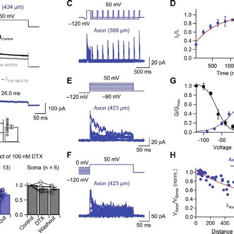 Action Potentials In Either Rat And Snail Neurons Have Different Download Scientific Diagram