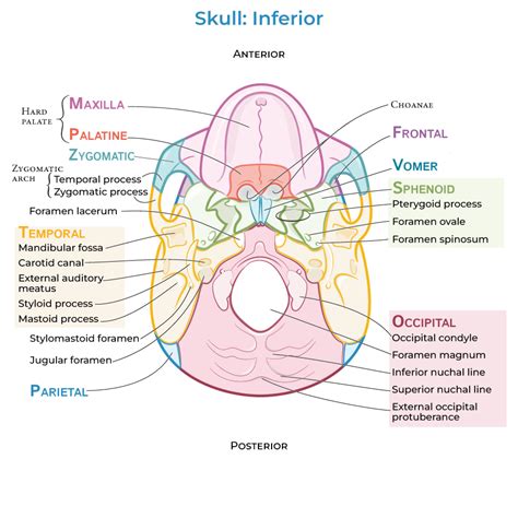 Inferior Aspect Of Skull Labeled