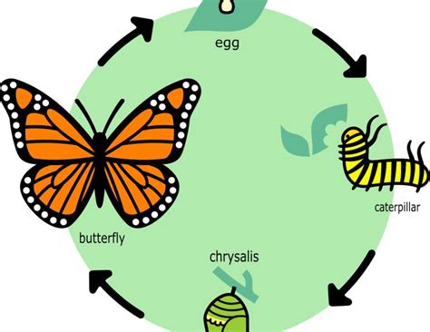 Butterfly Life Cycle Jack At Wesley Doreen Blog