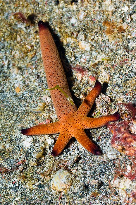 Starfish Reproduction