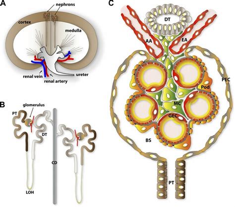 Anatomical Overview Of Renal Filtration A Diagrammatic Download