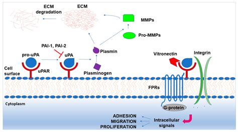 Biogenesis Of The Main Non Coding Rna Species A Mirnas Are