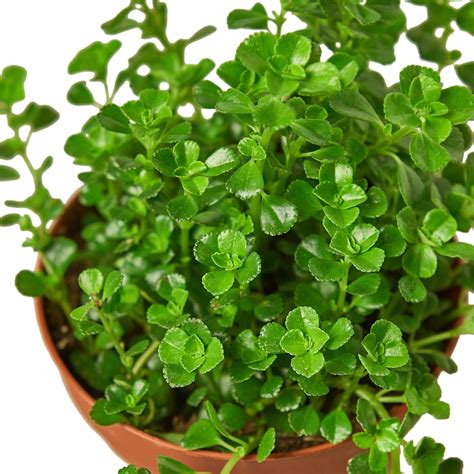 Indoor Plants Green Thumb Nursery