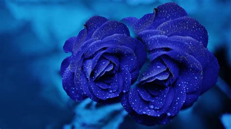 4k Rose Wallpapers Top Free 4k Rose Backgrounds Wallpaperaccess