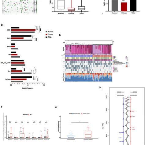 Comprehensive Profiling Of And Somatic Mutation Signatures In