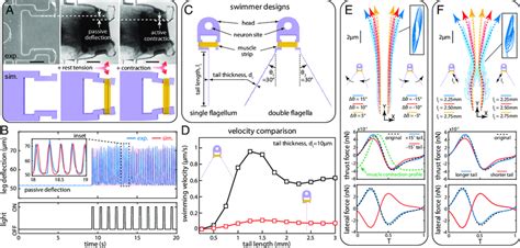 Computational Modeling And Design A Virtual Reconstruction Of The Download Scientific
