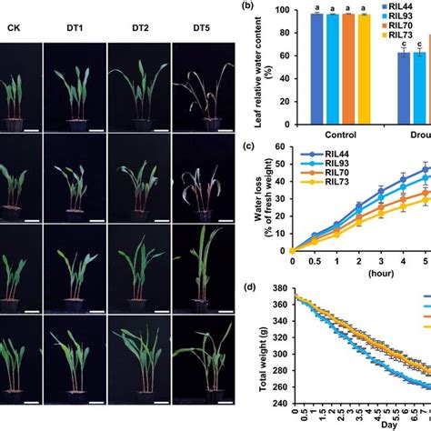 The Physiological Characteristics Of Four Different Lines In Response