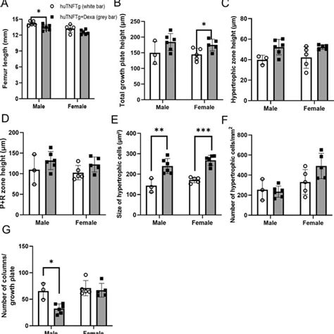 Effects Of Dexamethasone Dexa Treatment On Bone Growth And Download Scientific Diagram