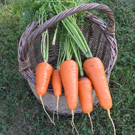Semences De Potagères Les Semences De Lombelle