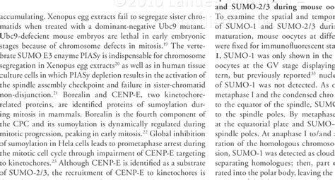 Subcellular Localization Of Sumo 1 During Mouse Oocyte Maturation