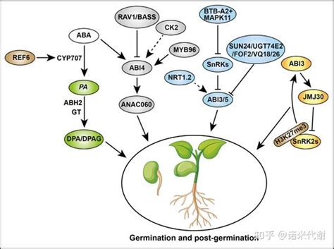 【植物激素】实测数据揭秘脱落酸在种子萌发过程中的变化与作用 知乎