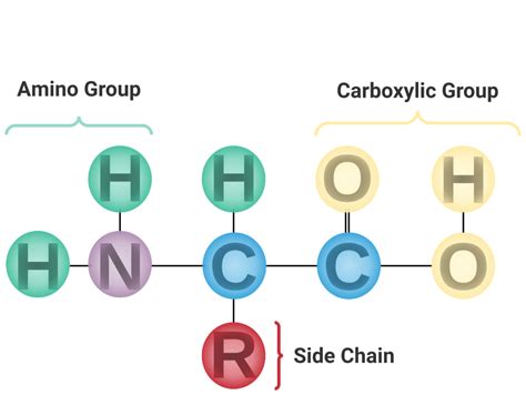 Simple Polypeptide Structure