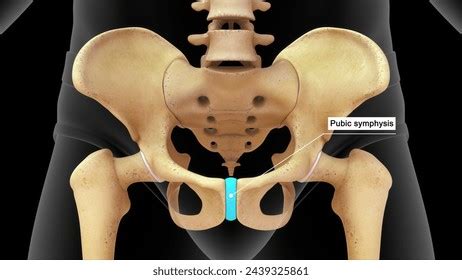 Pubic Symphysis Human Skeletal System 3d Stock Illustration 2439325861