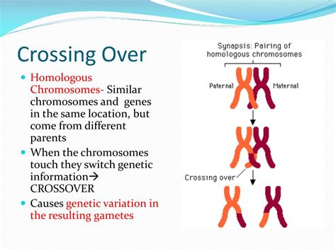 Ppt Meiosis Powerpoint Presentation Free Download Id1840903