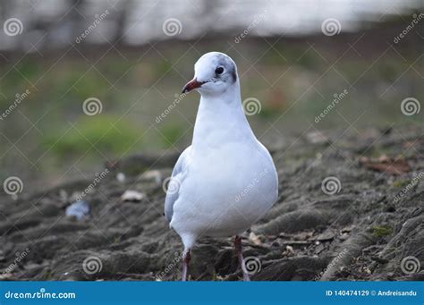 Pidgen In A Park In London Stock Image Image Of Looking 140474129