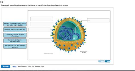 Solved Drag Each One Of The Labels Onto The Figure To