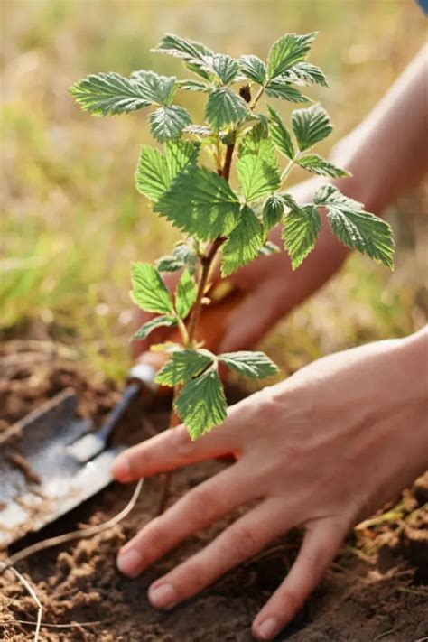 How To Grow Raspberries The Secrets To Growing Raspberries