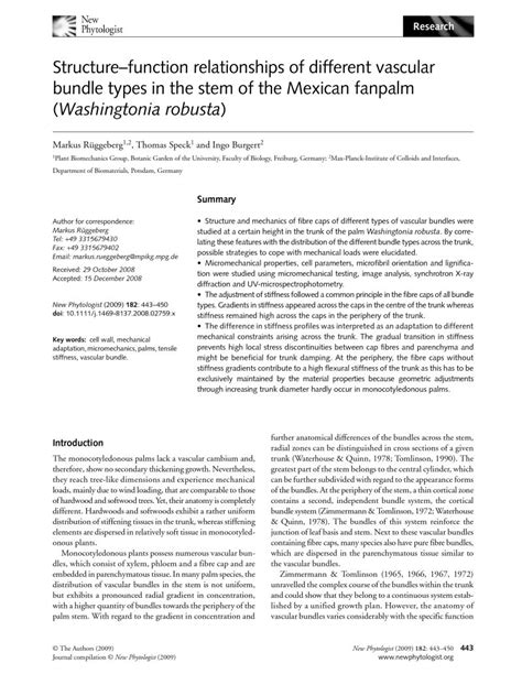 Structure Function Relationships Of Different Vascular Bundle Types In