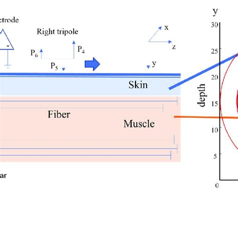 the cylindrical muscle model and electrode for surface emg simulation