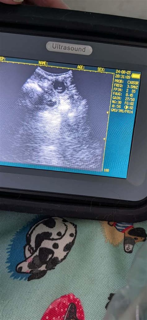 Crystal Creek Standard Crystal Creek Standard Poodles