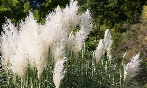 The Art Of Landscaping With Ornamental Grasses A Guide To Elegant
