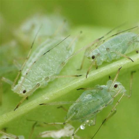How To Get Rid Of Aphids And What Are They