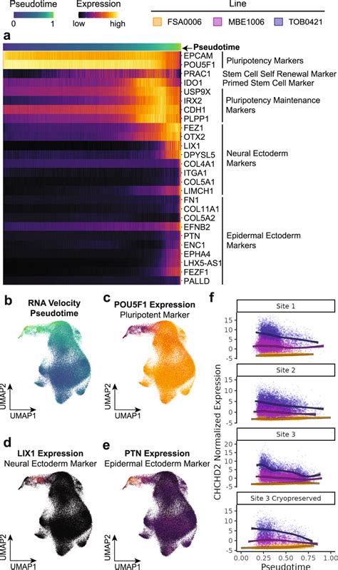 Dynamic Variance Explained Across Stem Cell Pseudotime A Pseudotime Download Scientific Diagram