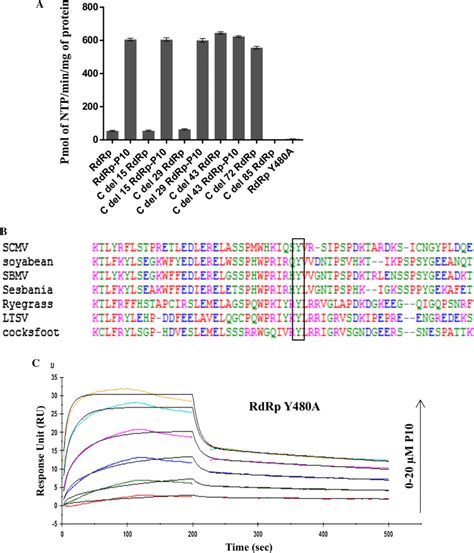 Identification Of A Putative Sequence Motif E In The C Terminal Domain Download Scientific