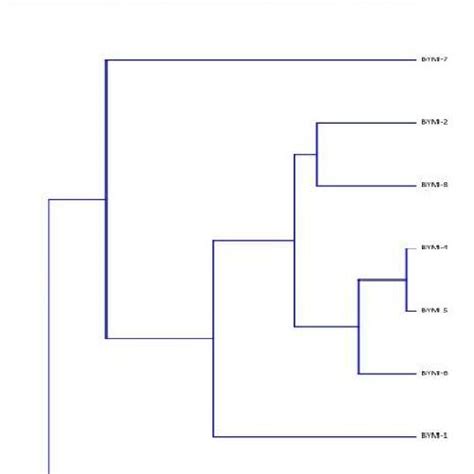 dendrogram representing the grouping of eleven barnyard genotypes