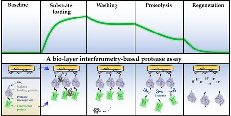 Development Of A Bio Layer Interferometry Based Protease Assay Using Hiv 1 Protease As A Model
