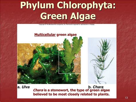 Ppt Living Organisms Are Classified Into 3 Domains Powerpoint