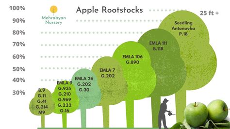 Orchard Tree Spacing Chart A Fruit Tree Spacing Home Guide