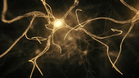 Plexus NEURONS Miral 2018 On Behance