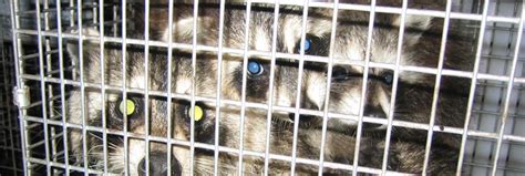Do All Raccoons Have Rabies