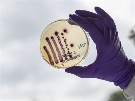 Veterinary Diagnostics And Lab Services Antech Diagnostics