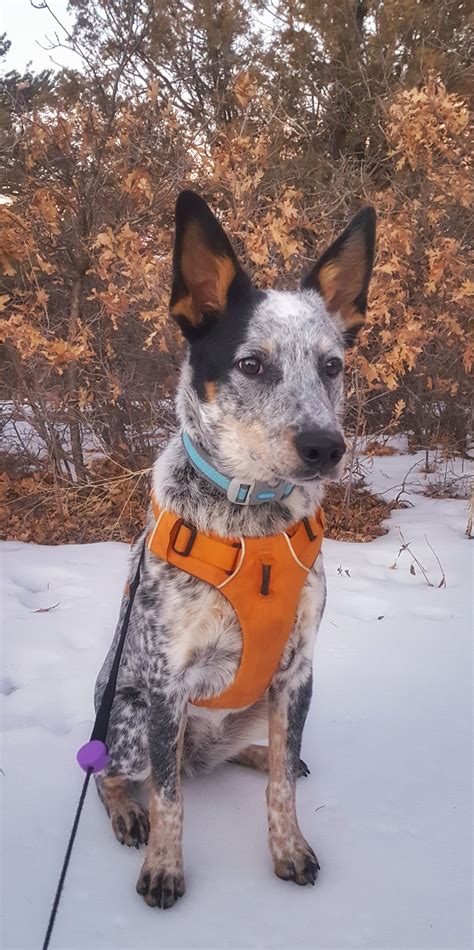 How To Train Blue Heeler Border Collie Mix