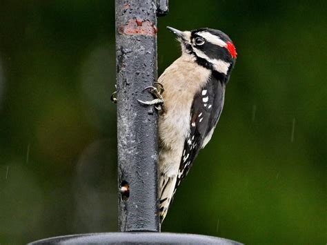 Downy Woodpecker Celebrate Urban Birds