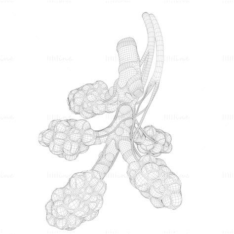 Human Bronchi Alveoli 3d Model