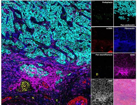 Visualisation By Imc Of Structural And Cellular Components In The